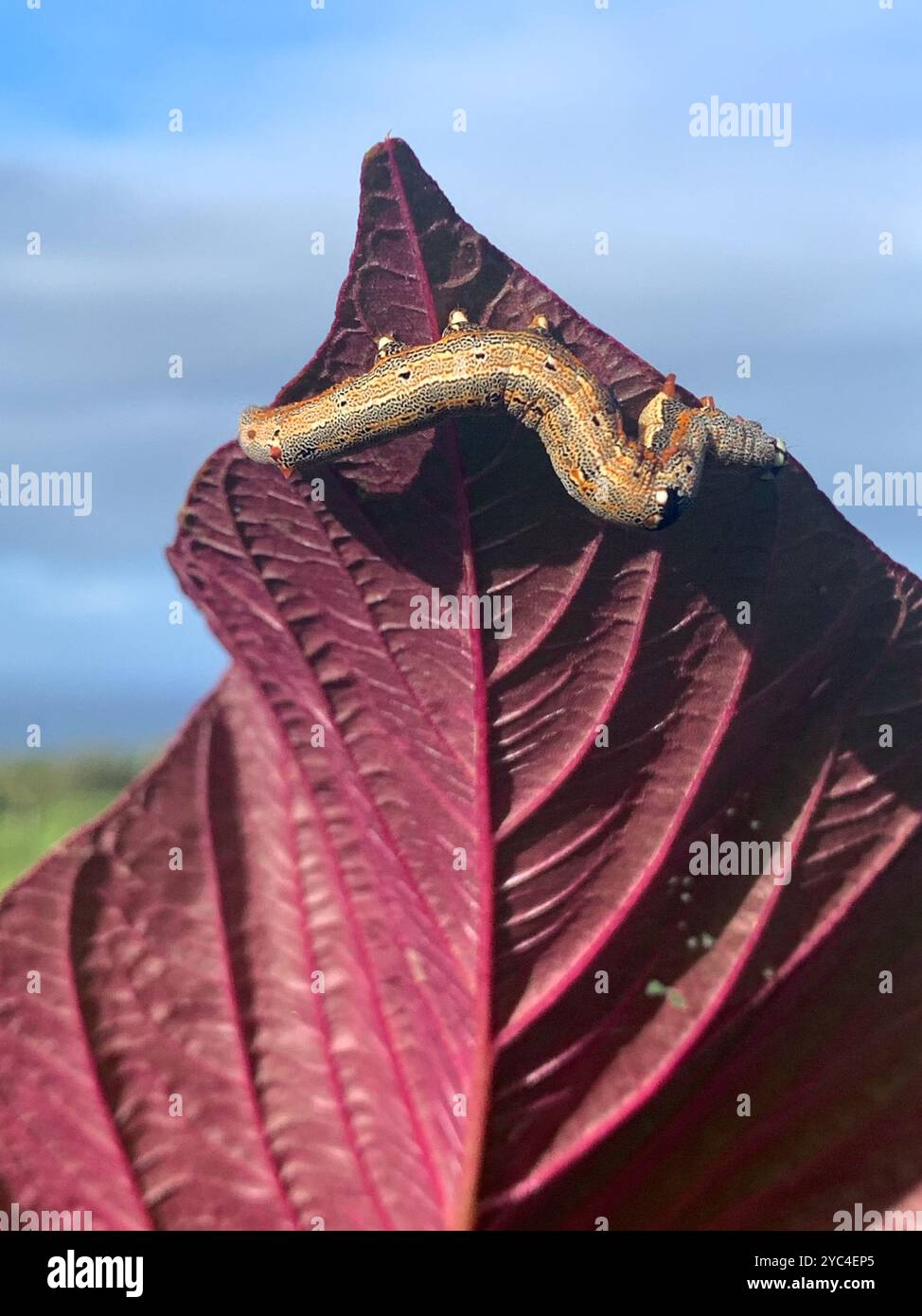Achaea janata hi-res stock photography and images - Alamy