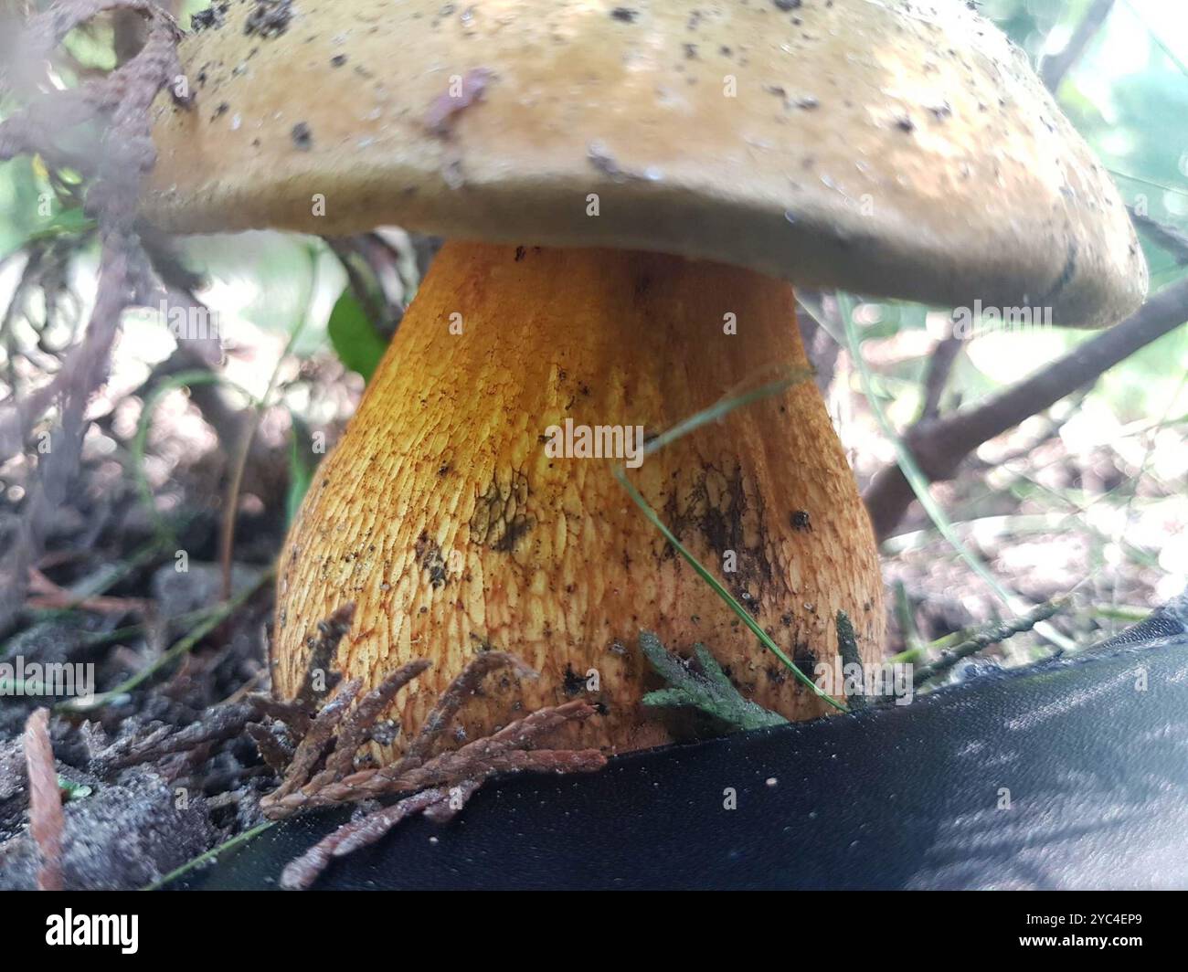 Lurid Bolete (Suillellus luridus) Fungi Stock Photo - Alamy