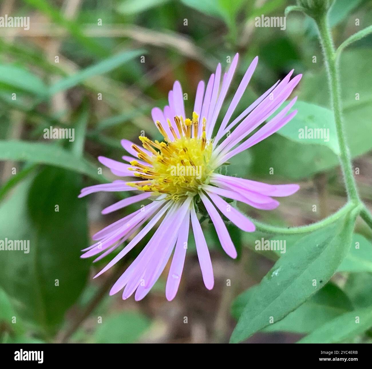 Climbing Aster (Ampelaster carolinianus) Plantae Stock Photo - Alamy