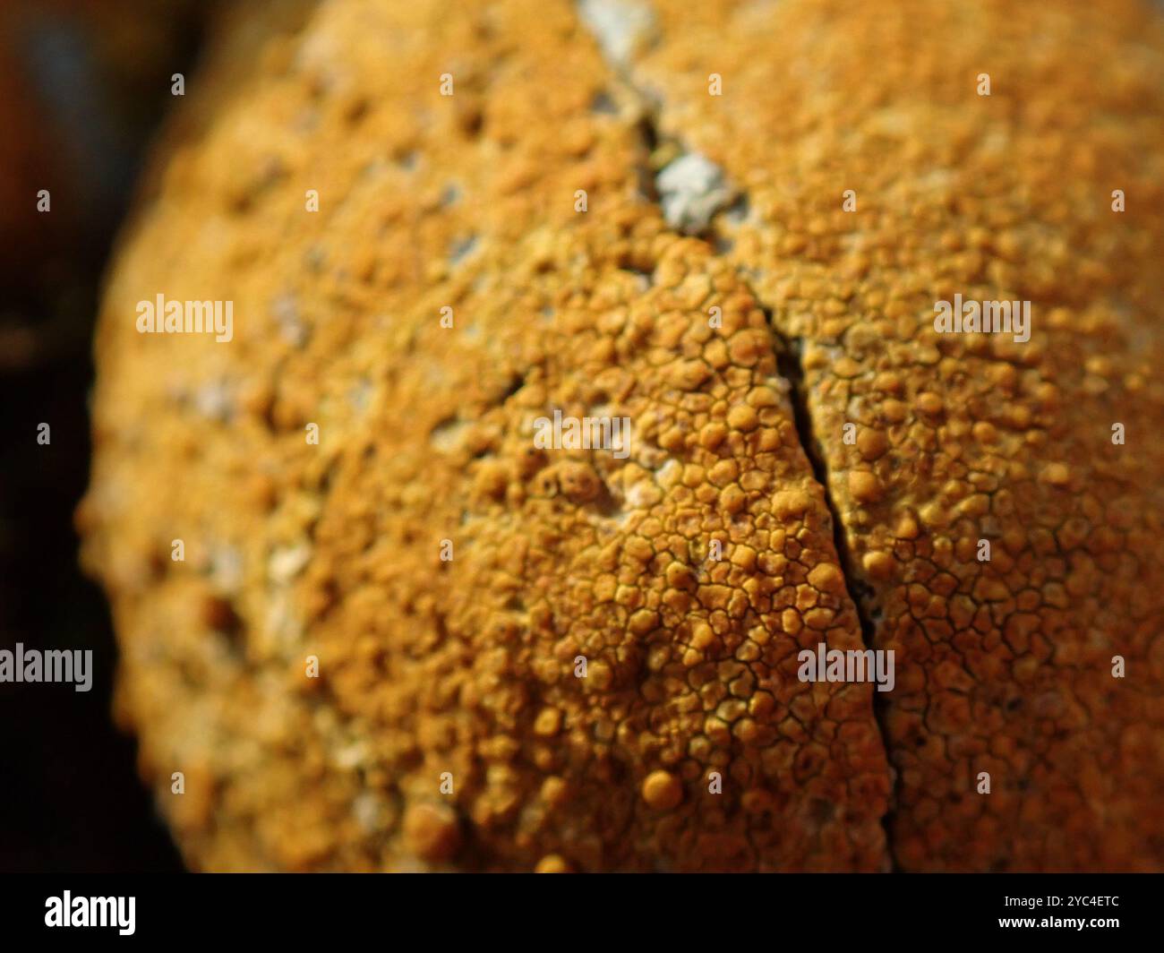 Polycauliona hi-res stock photography and images - Alamy