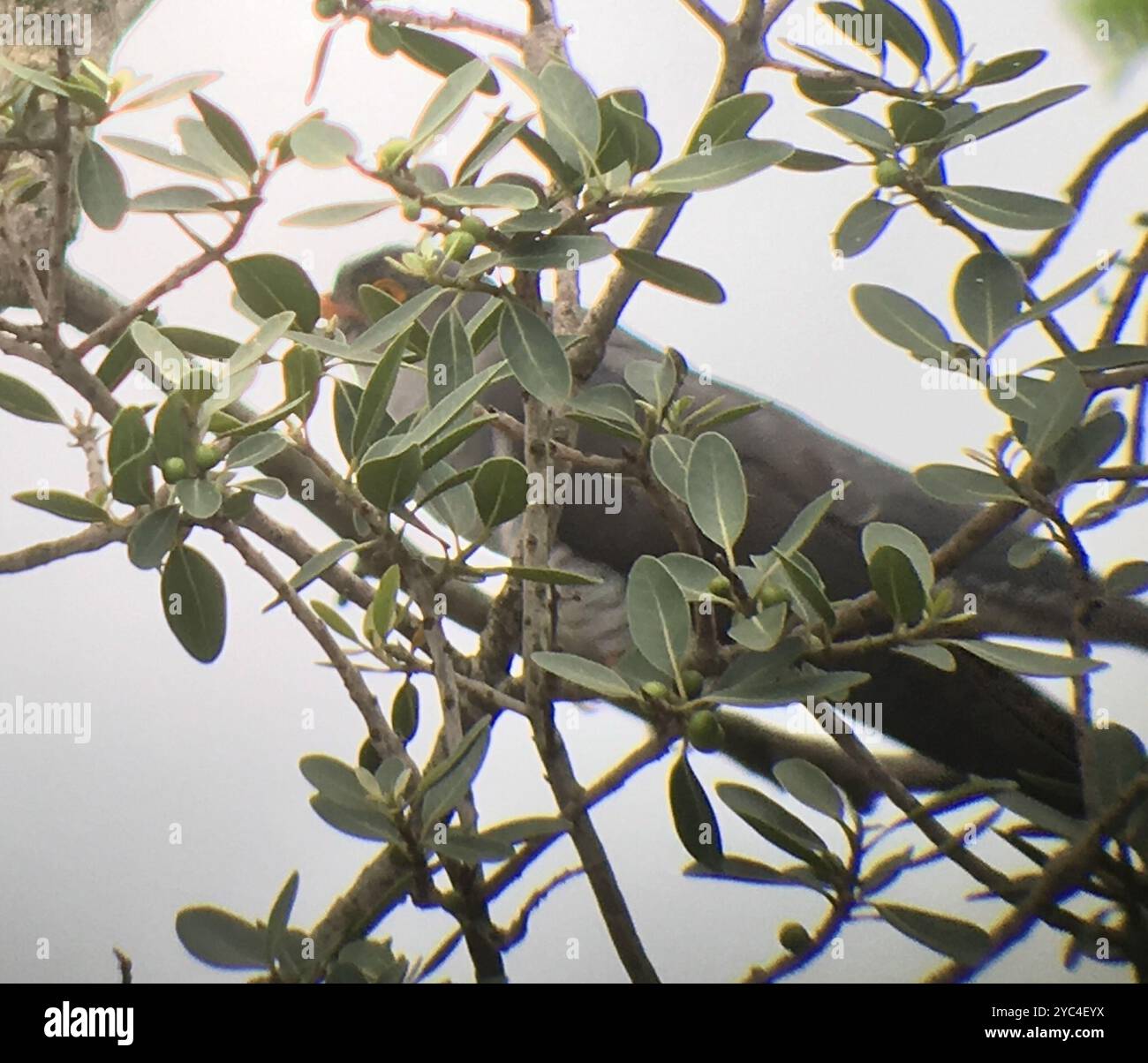 African Cuckoo (Cuculus gularis) Aves Stock Photo - Alamy