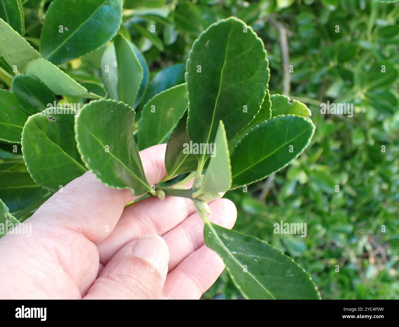 Japanese spindle tree (Euonymus japonicus) Plantae Stock Photo - Alamy