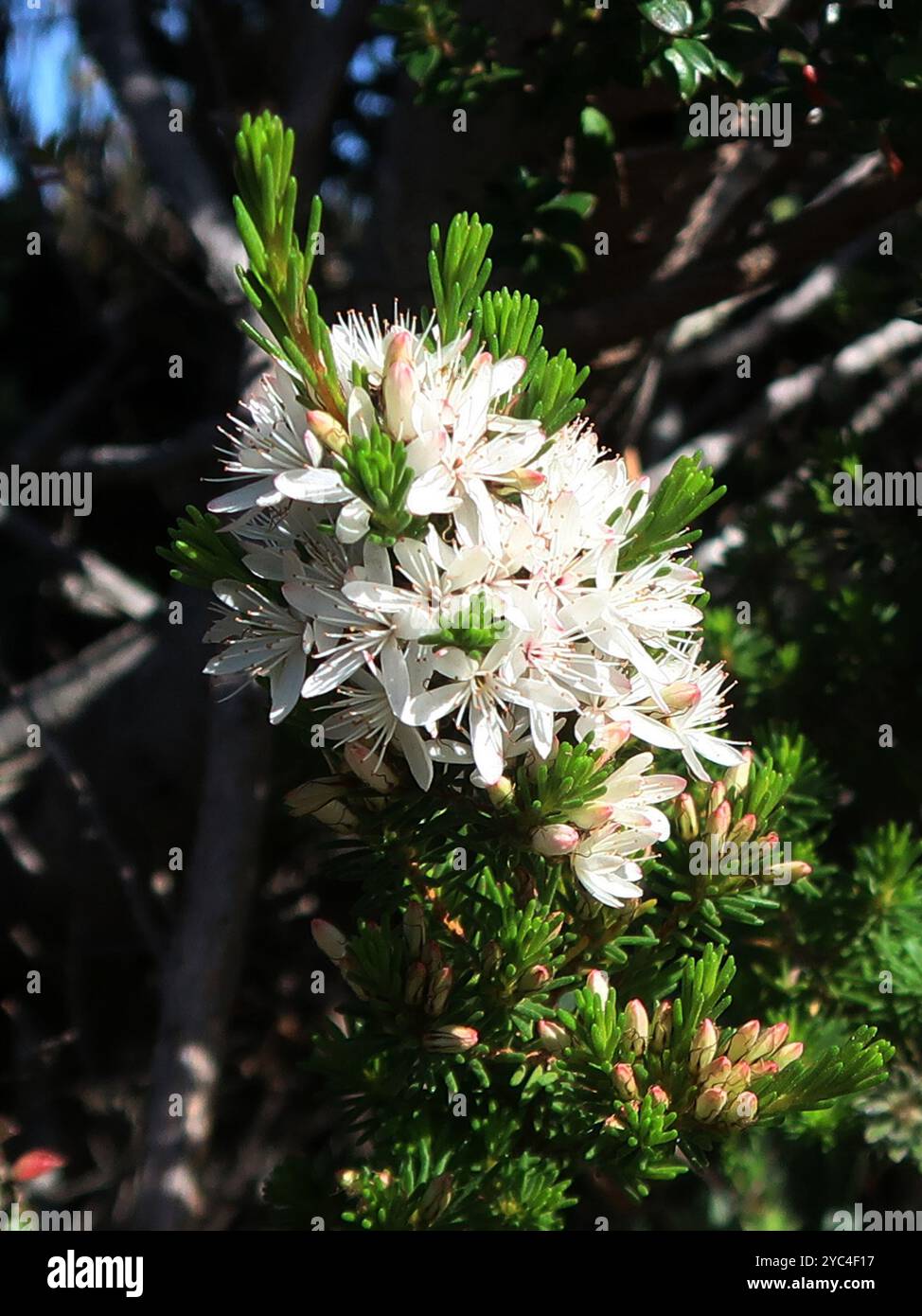 Fringe Myrtle (Calytrix tetragona) Plantae Stock Photo - Alamy
