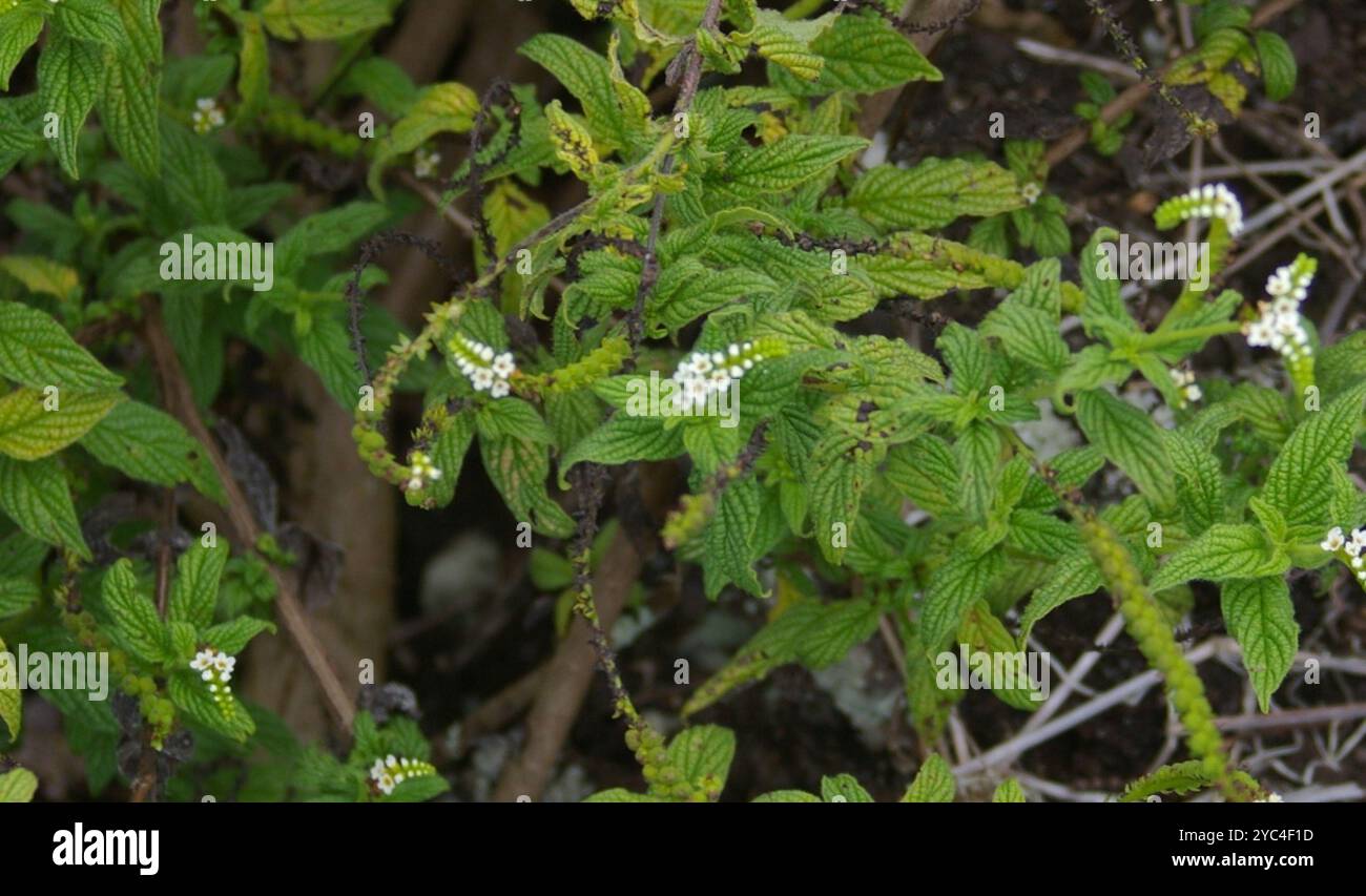 Scorpion's-tail (Heliotropium angiospermum) Plantae Stock Photo - Alamy