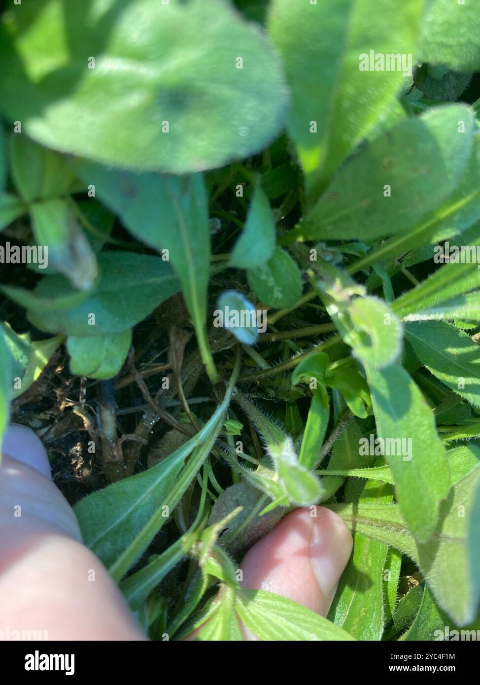chicories, dandelions, and allies (Cichorioideae) Plantae Stock Photo ...