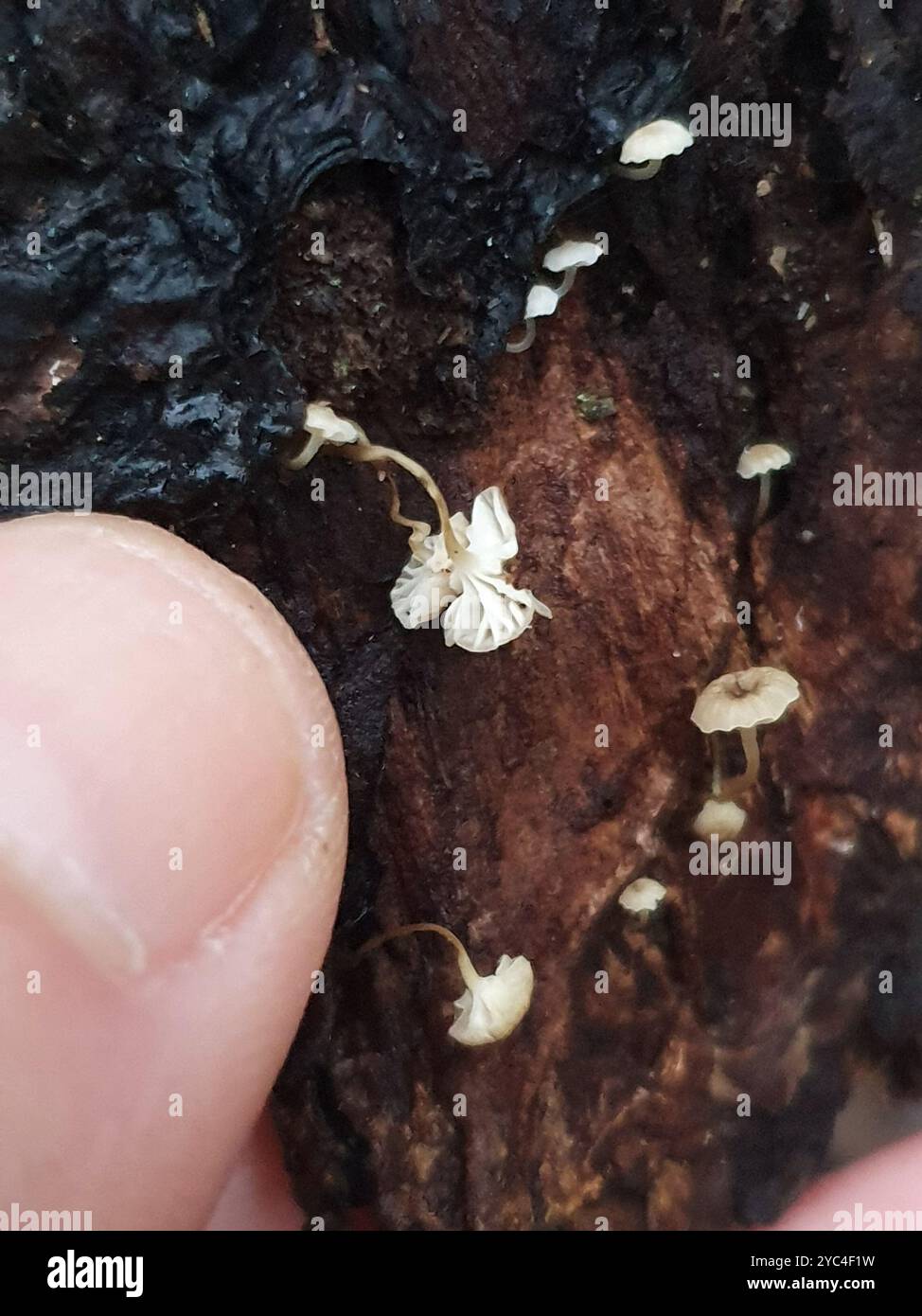 pinwheel family (Marasmiaceae) Fungi Stock Photo - Alamy