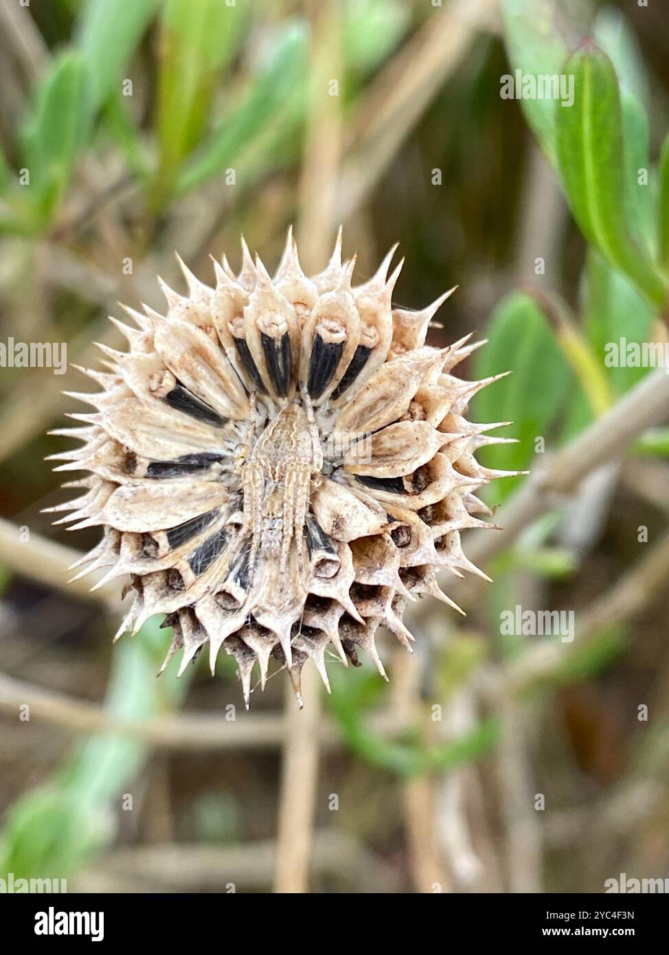 sea ox-eye (Borrichia frutescens) Plantae Stock Photo - Alamy
