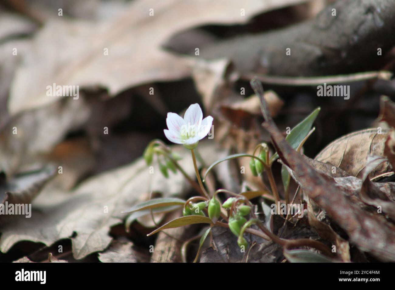 Carolina Springbeauty (Claytonia caroliniana) Plantae Stock Photo - Alamy