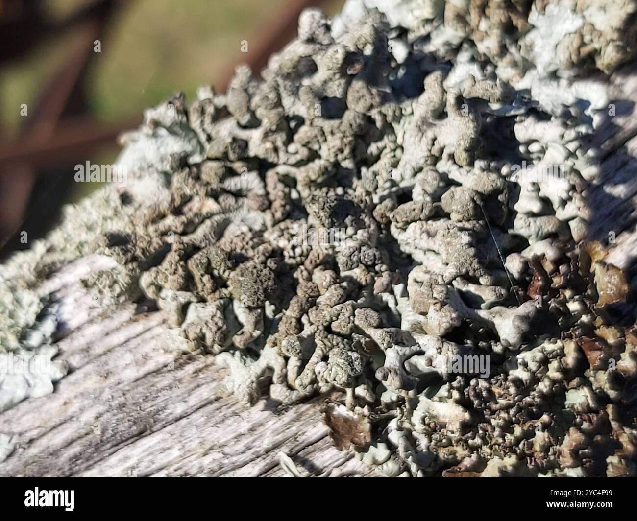 Powder-headed Tube Lichen (Hypogymnia tubulosa) Fungi Stock Photo - Alamy