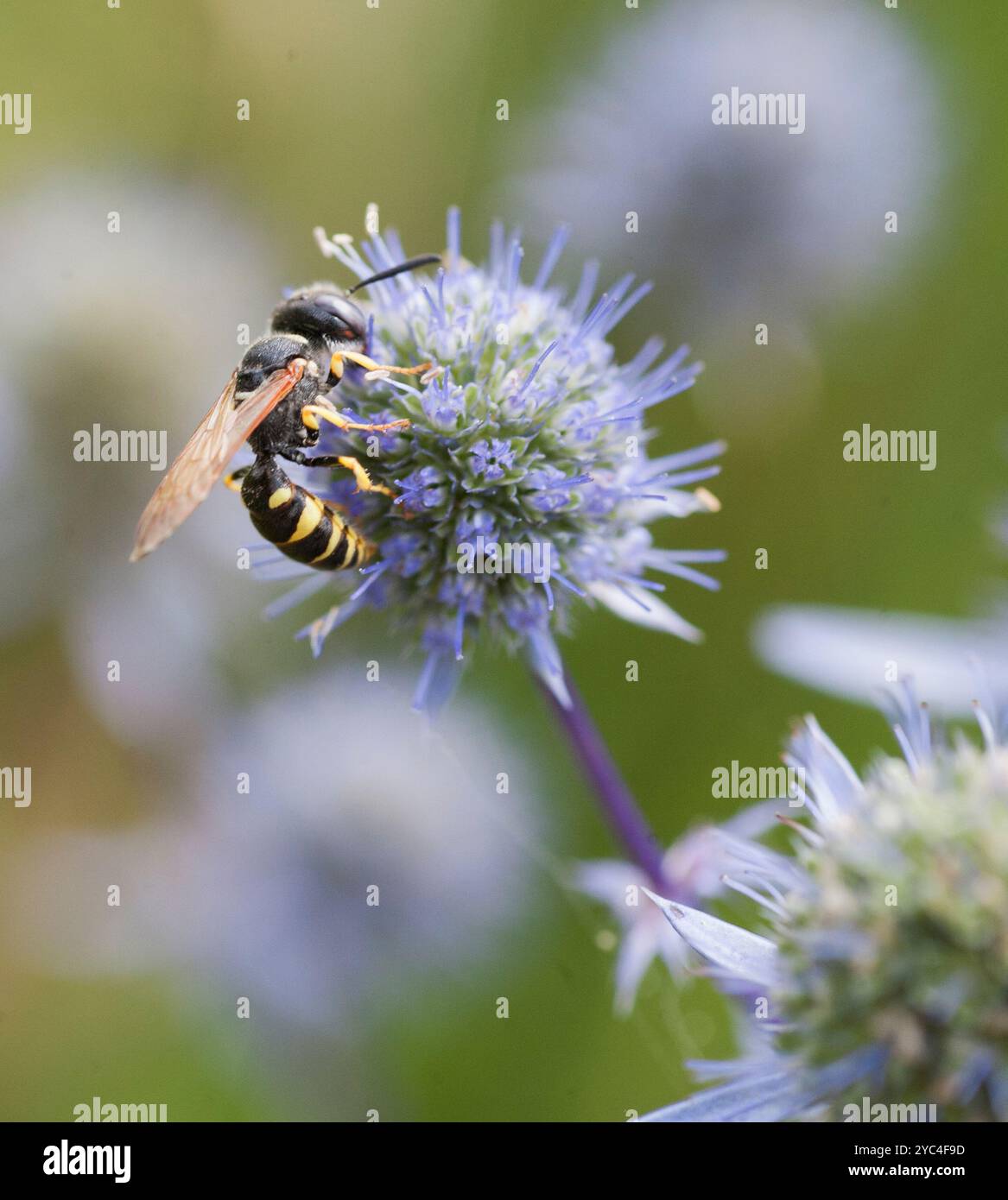 Philantus triangulum hi-res stock photography and images - Alamy