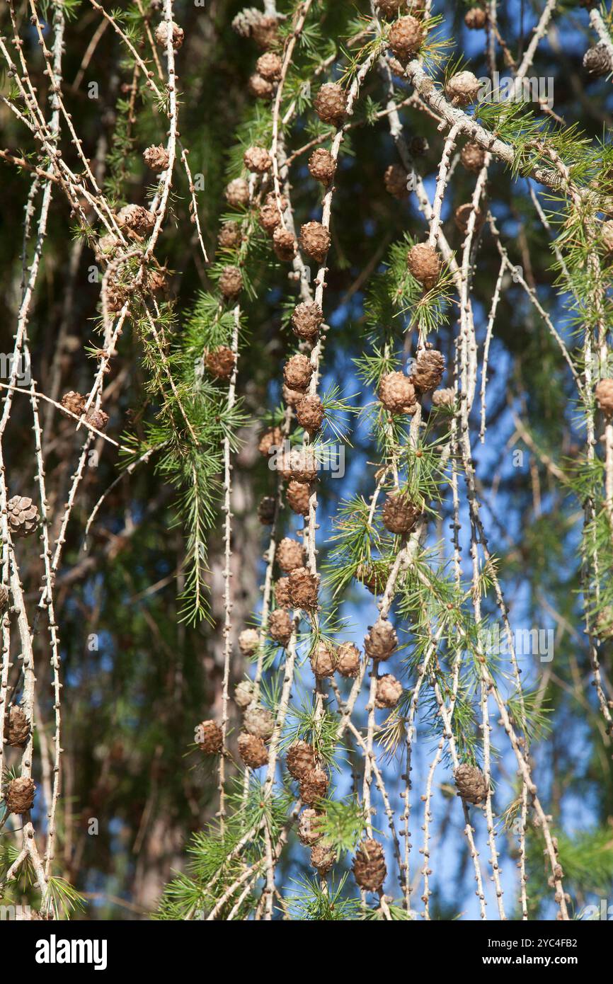 Larch tree cones hi-res stock photography and images - Alamy