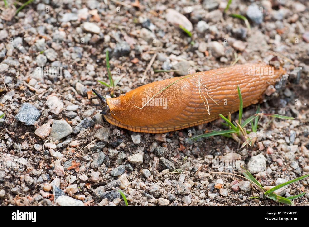 SPANISH SLUG Arion Vulgaris Killer slug Stock Photo - Alamy