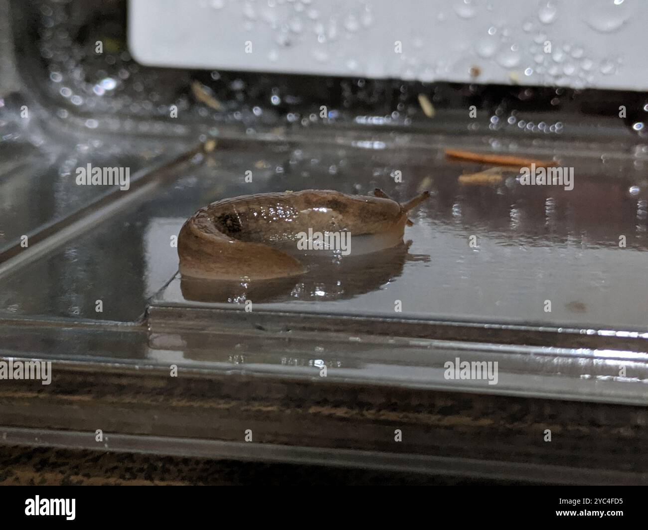 Tree slug (Lehmannia marginata) Mollusca Stock Photo - Alamy