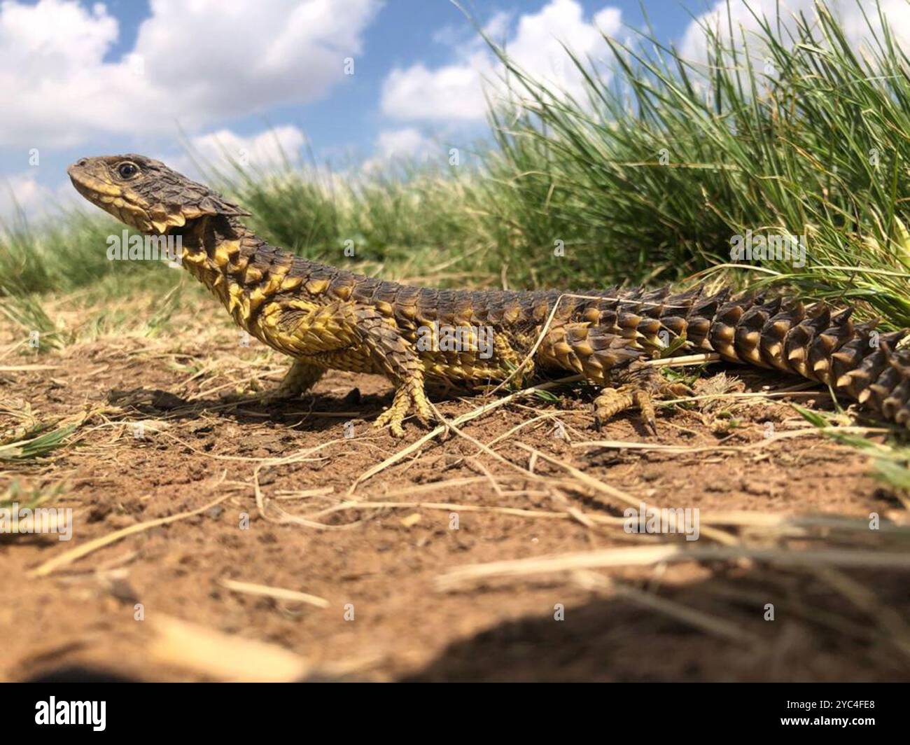 Giant Girdled Lizard (Smaug giganteus) Reptilia Stock Photo - Alamy