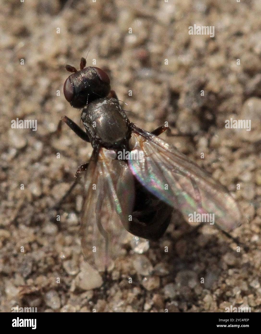 Black Scavenger Flies (Sepsidae) Insecta Stock Photo - Alamy