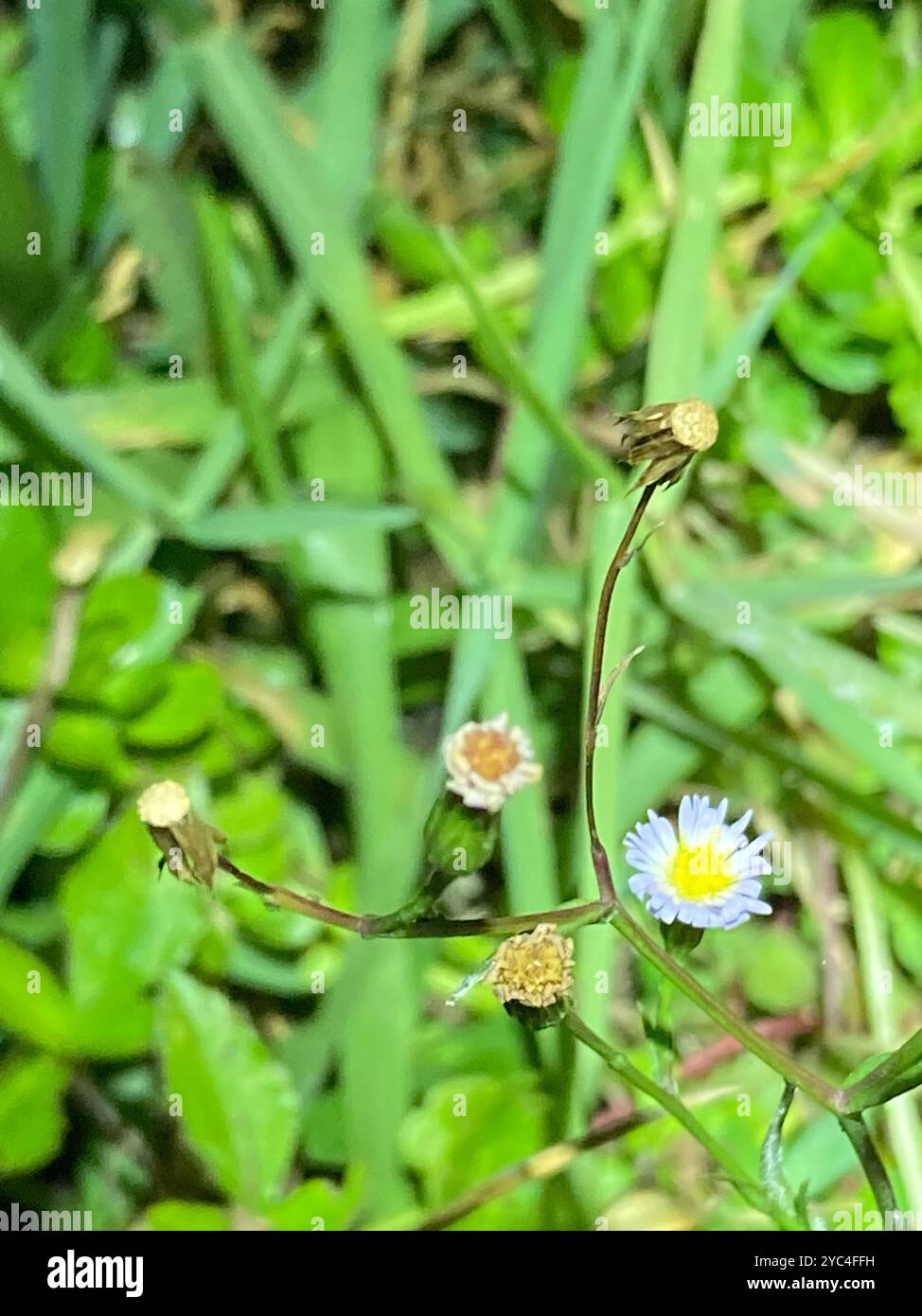 Bahaman aster (Symphyotrichum bahamense) Plantae Stock Photo - Alamy
