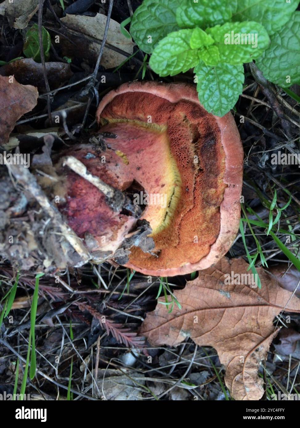 Liver Bolete (Suillellus amygdalinus) Fungi Stock Photo - Alamy