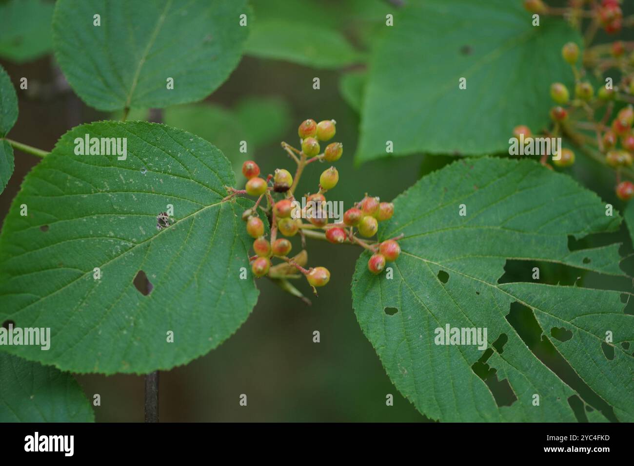 hobblebush (Viburnum lantanoides) Plantae Stock Photo - Alamy