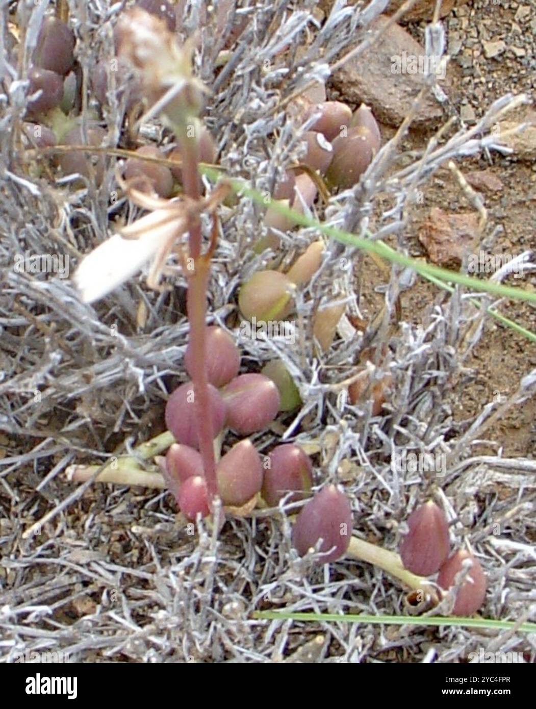 String of Bananas (Curio radicans) Plantae Stock Photo - Alamy
