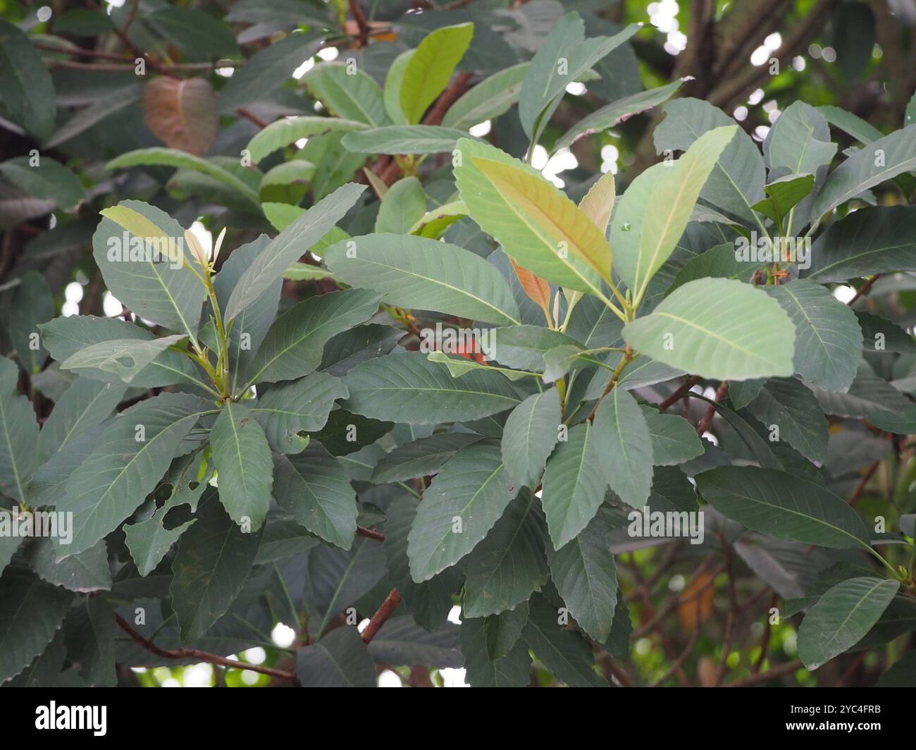 Bronze Loquat (Eriobotrya deflexa) Plantae Stock Photo - Alamy