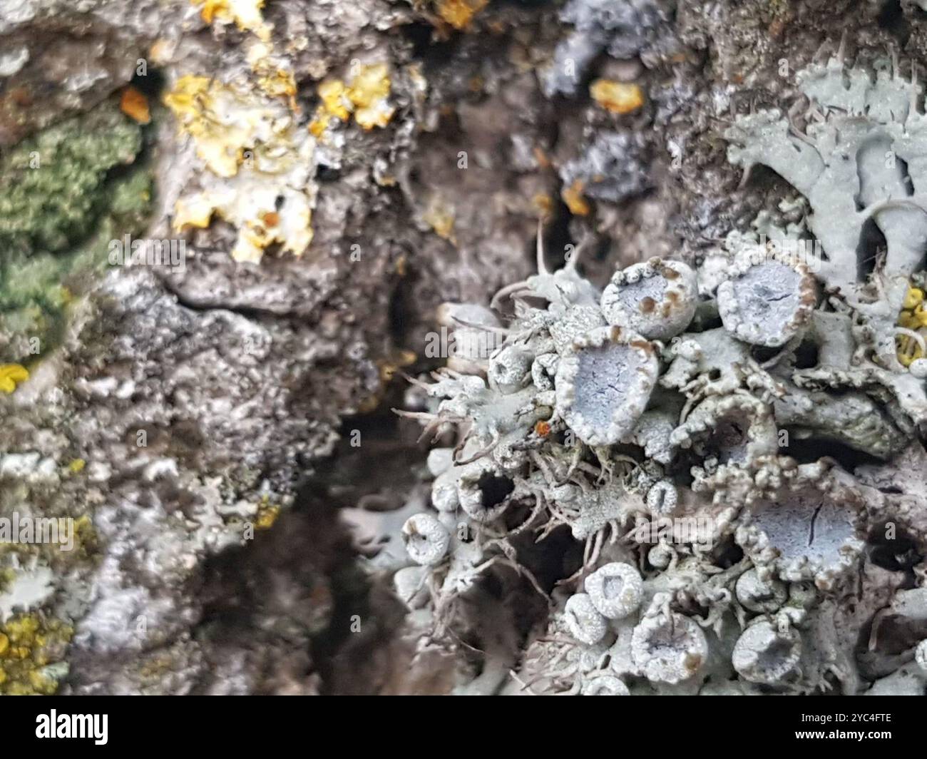 Great Ciliated Lichen (Anaptychia ciliaris) Fungi Stock Photo - Alamy