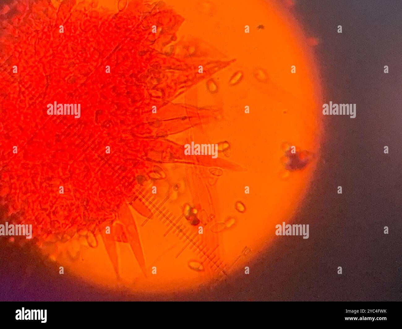 Cucumber Cap (Macrocystidia cucumis) Fungi Stock Photo - Alamy