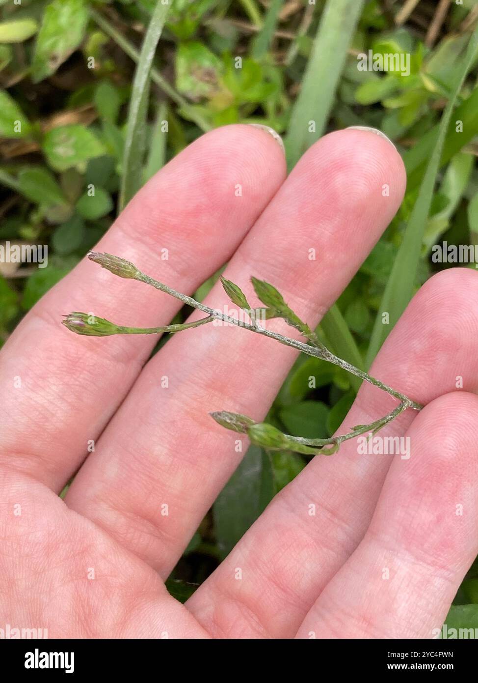 Bahaman aster (Symphyotrichum bahamense) Plantae Stock Photo - Alamy
