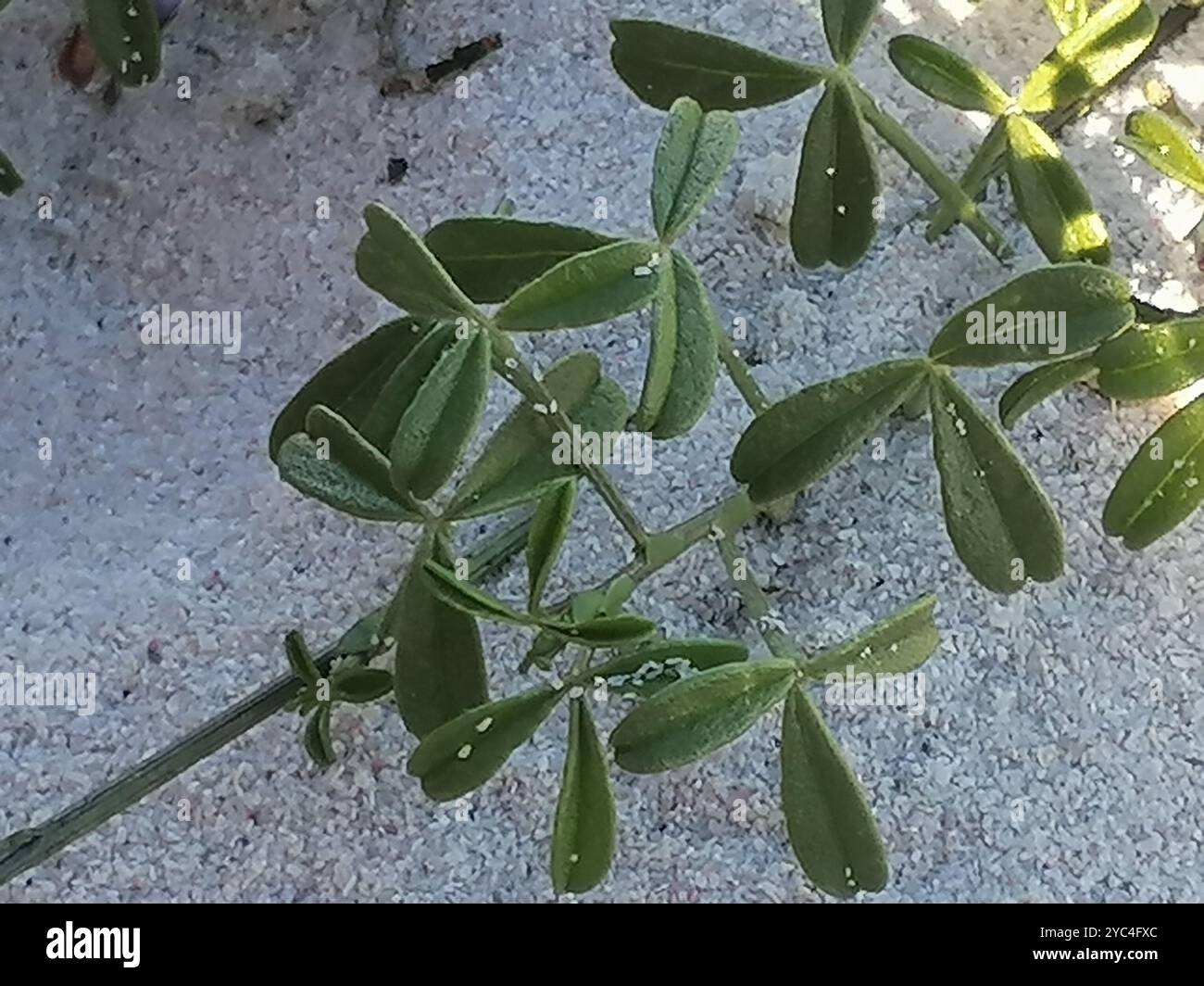 Creeping Fountainbush (Psoralea repens) Plantae Stock Photo - Alamy