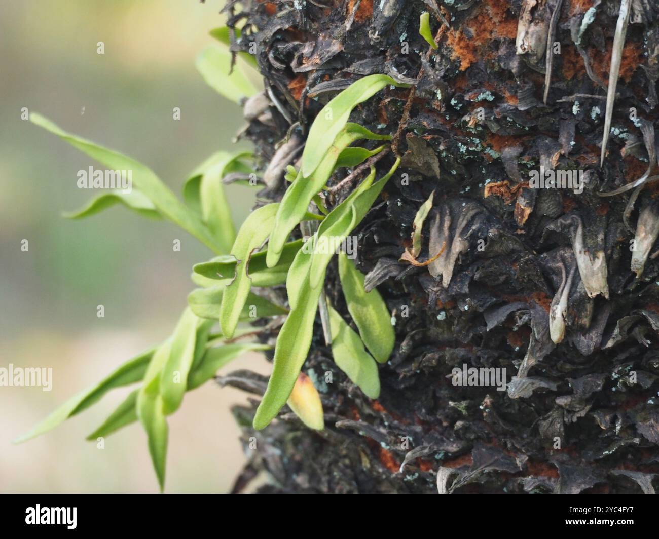 Lanceleaf Tongue Fern (Pyrrosia lanceolata) Plantae Stock Photo - Alamy