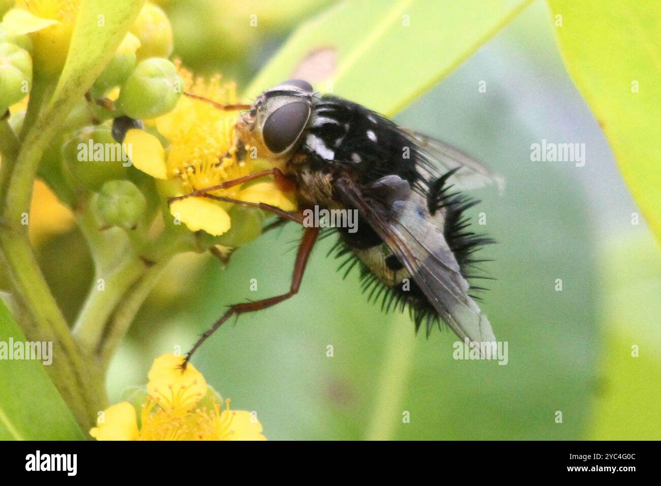 Formosia speciosa formosia speciosa formosia hi-res stock photography ...