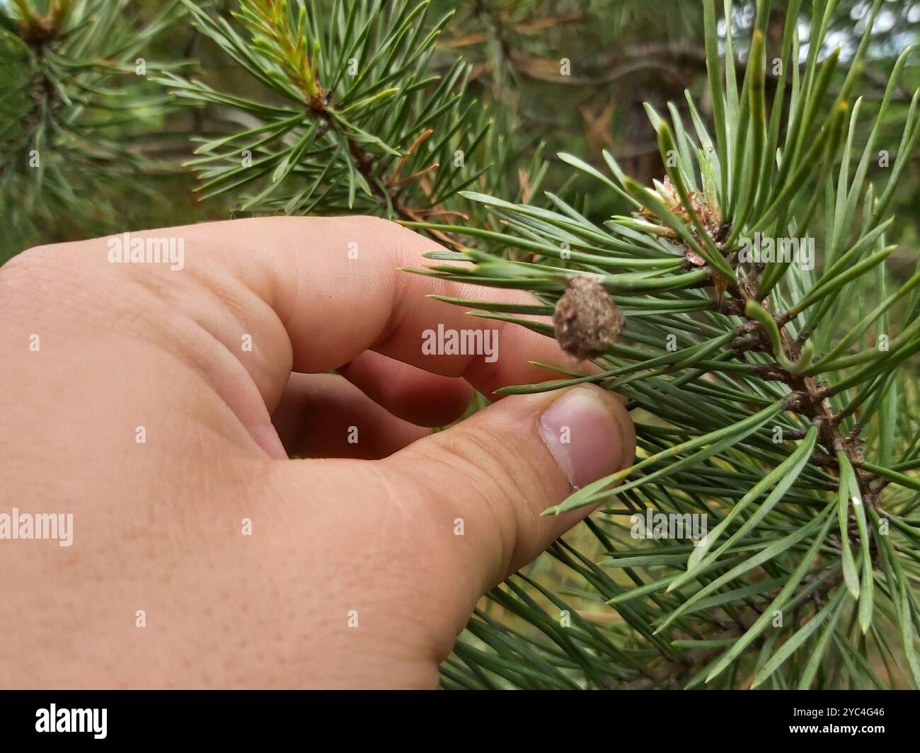 Spiny-legged Sac Spiders (Liocranidae) Arachnida Stock Photo - Alamy