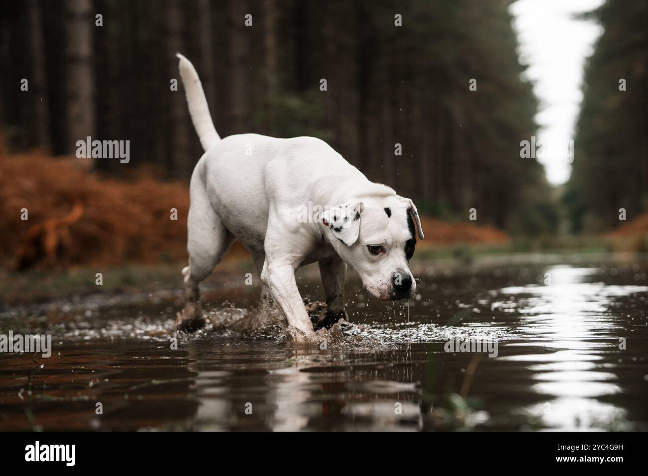 Dog playing in puddle hi-res stock photography and images - Alamy