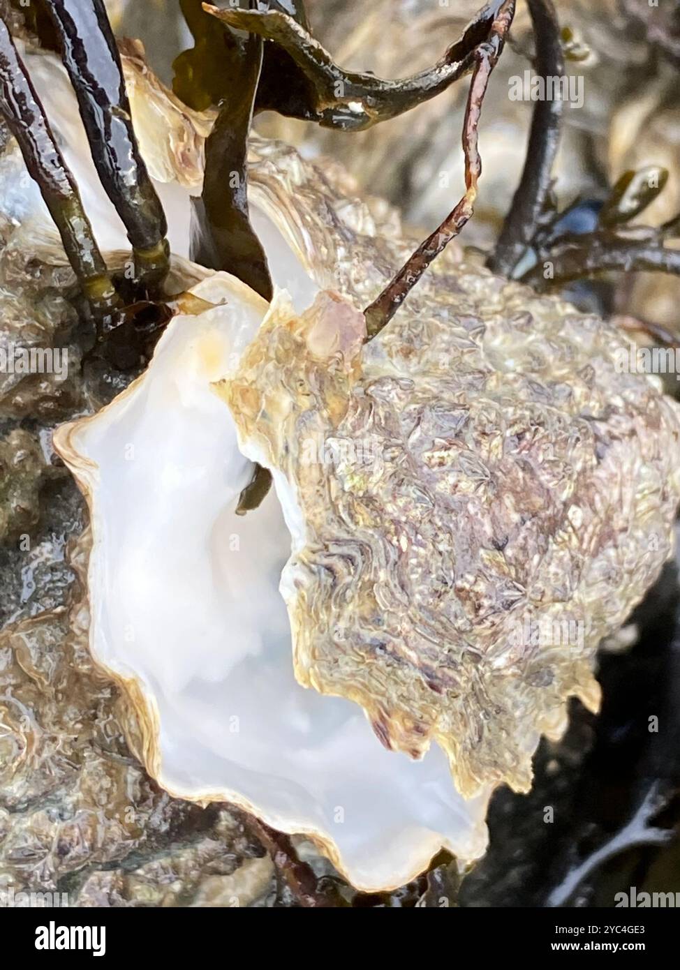 Pacific Oyster (Magallana gigas) Mollusca Stock Photo - Alamy