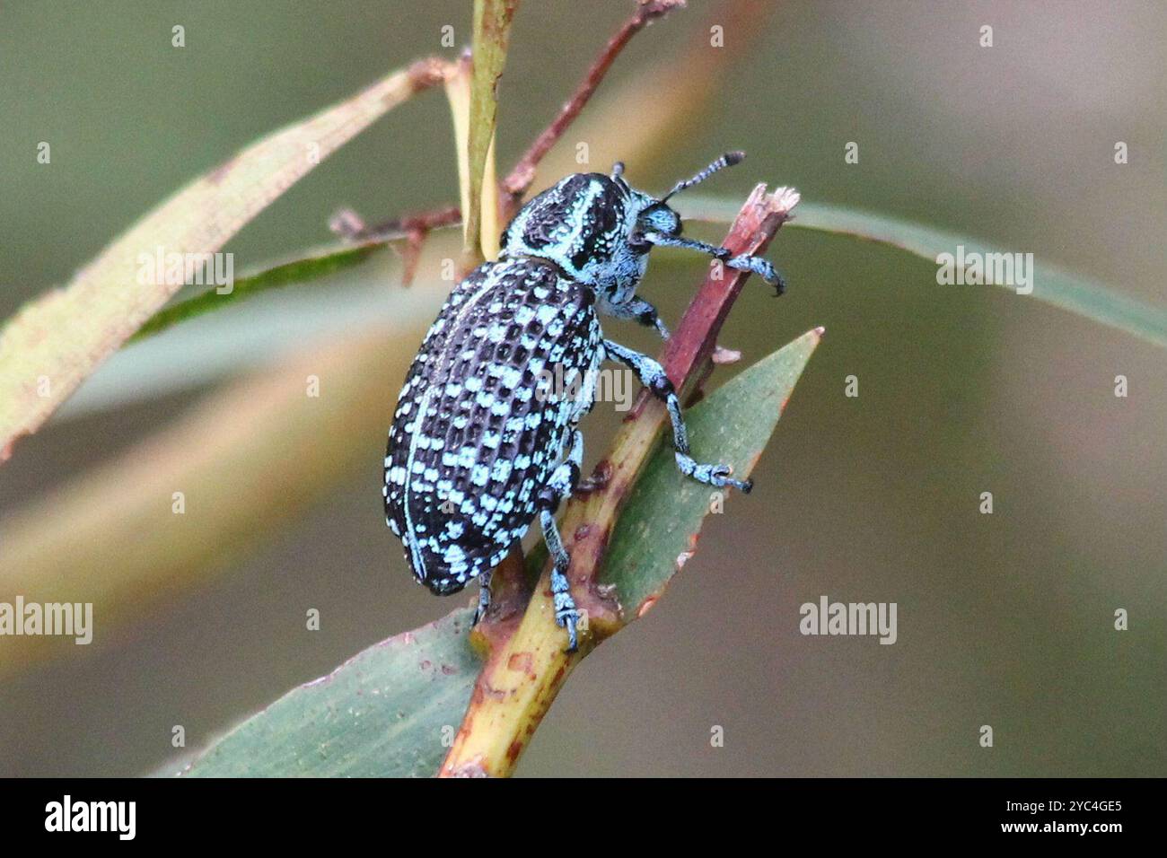 Chrysolopus hi-res stock photography and images - Alamy