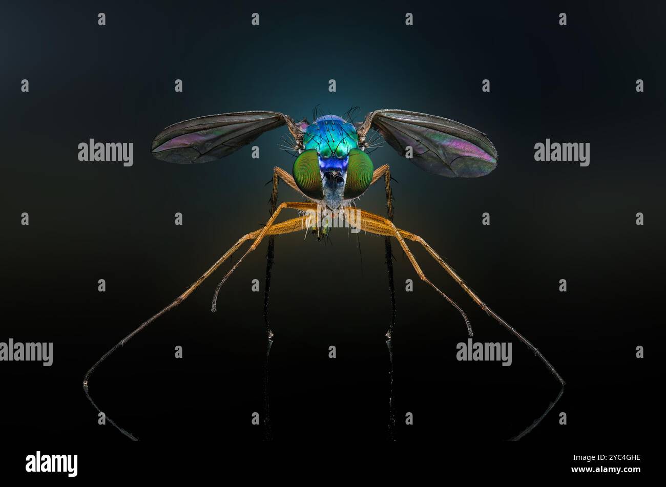 Fly with big eyes hi-res stock photography and images - Alamy