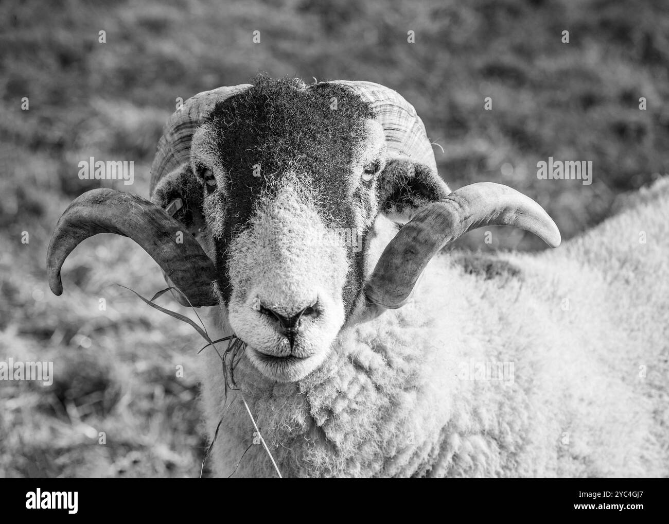 Swaledale sheep an official symbol of the yorkshire dales hi-res stock ...