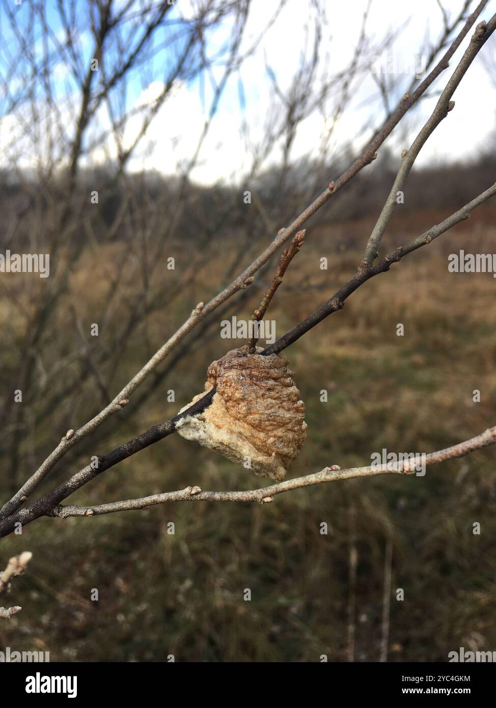 Chinese Mantis (Tenodera sinensis) Insecta Stock Photo - Alamy