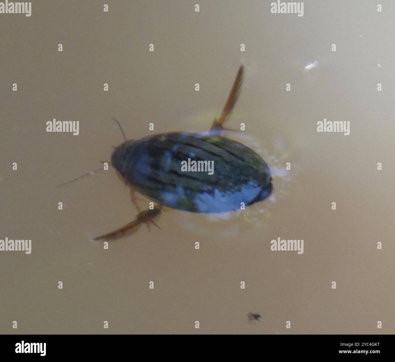 Lesser Diving-beetle (Acilius sulcatus) Insecta Stock Photo - Alamy