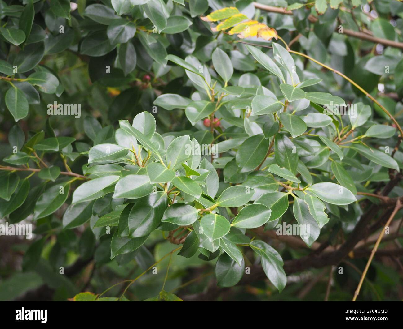 Chinese banyan (Ficus microcarpa) Plantae Stock Photo - Alamy