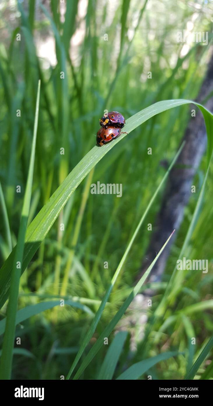 Eye-spotted Lady Beetle (Anatis mali) Insecta Stock Photo - Alamy
