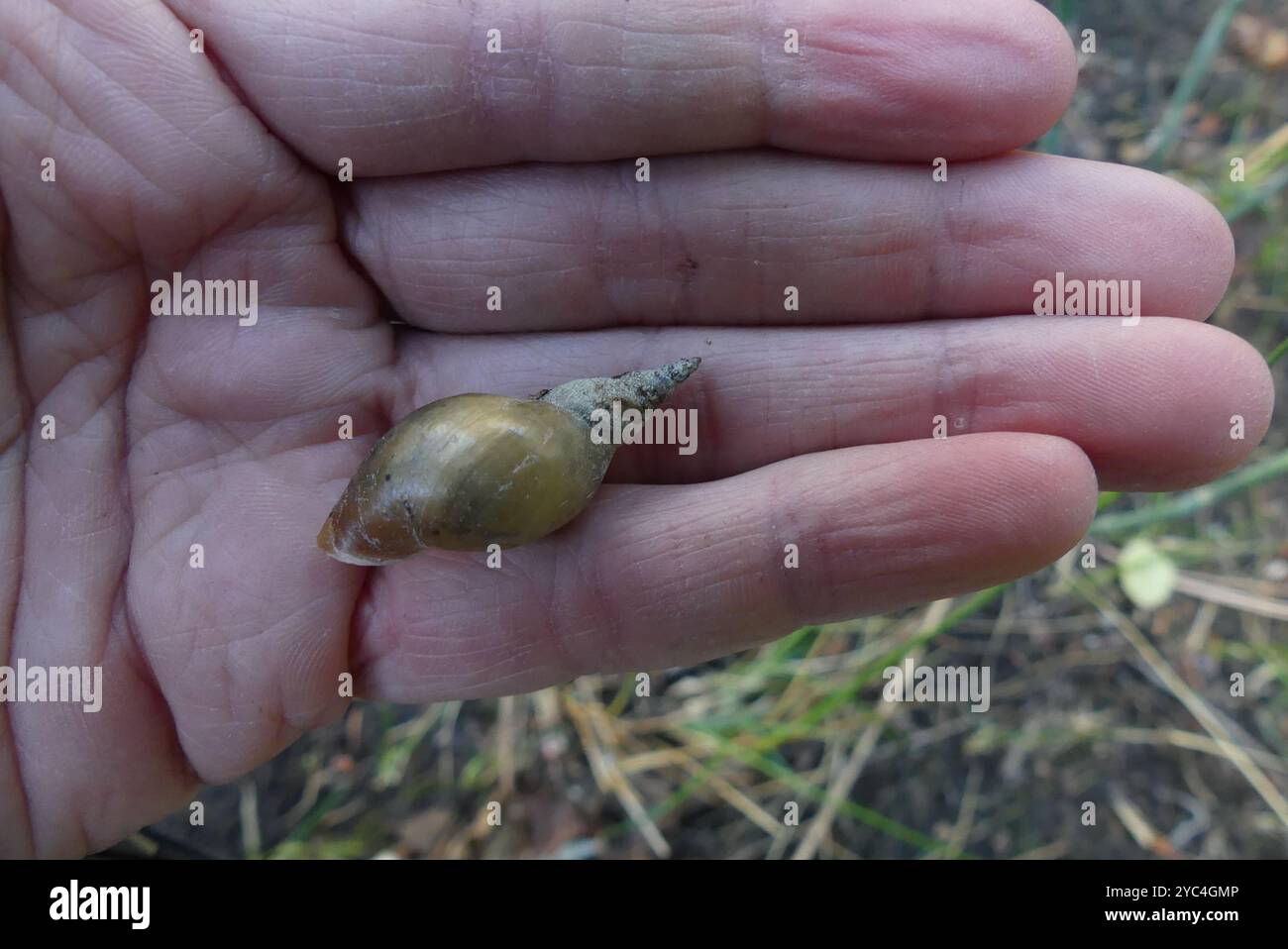 Great Pond Snail (Lymnaea stagnalis) Mollusca Stock Photo - Alamy