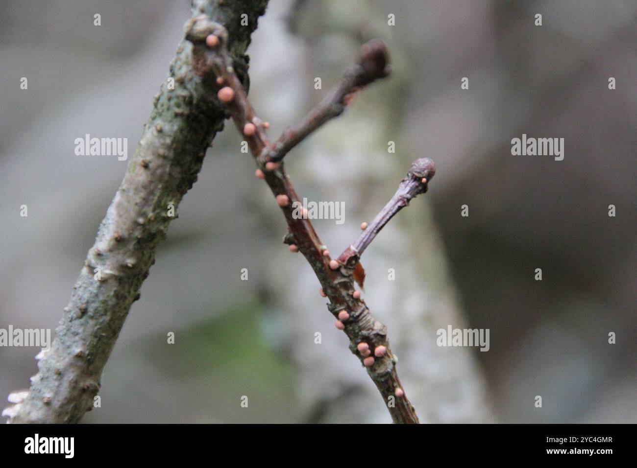 Coral Spot (Nectria cinnabarina) Fungi Stock Photo - Alamy
