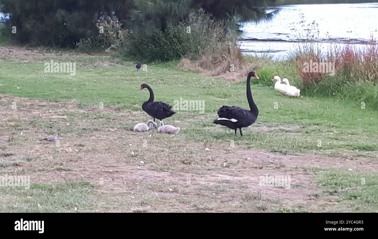 Black Swan (Cygnus atratus) Aves Stock Photo - Alamy