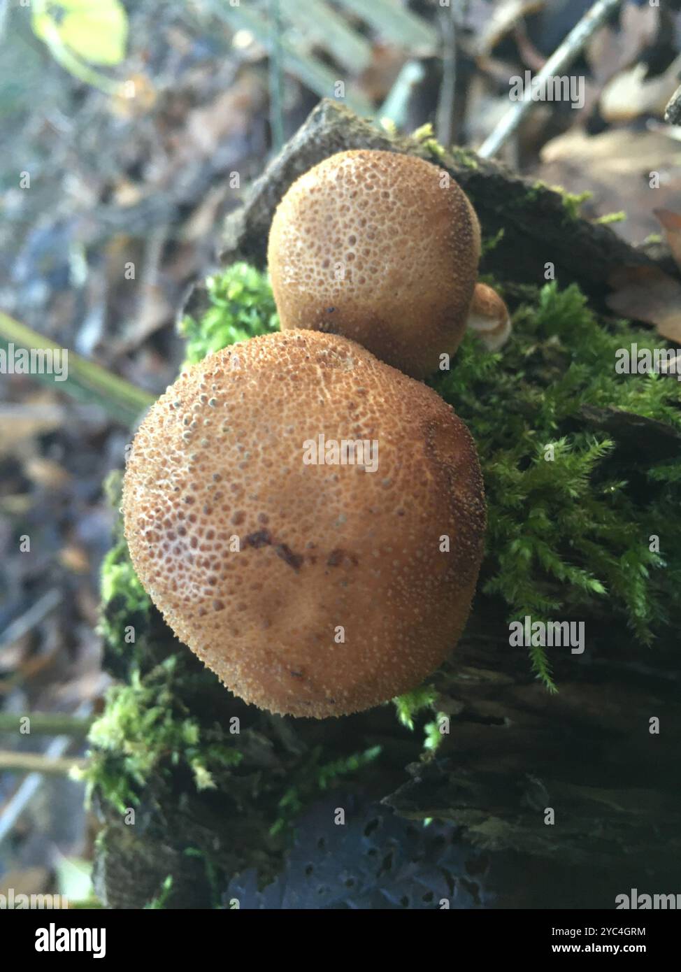 Pear-shaped Puffball (Apioperdon pyriforme) Fungi Stock Photo - Alamy