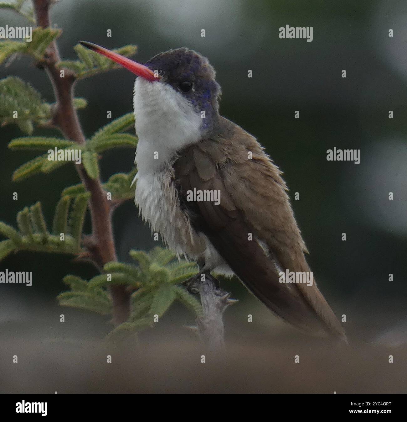 Violet-crowned Hummingbird (Ramosomyia violiceps) Aves Stock Photo - Alamy