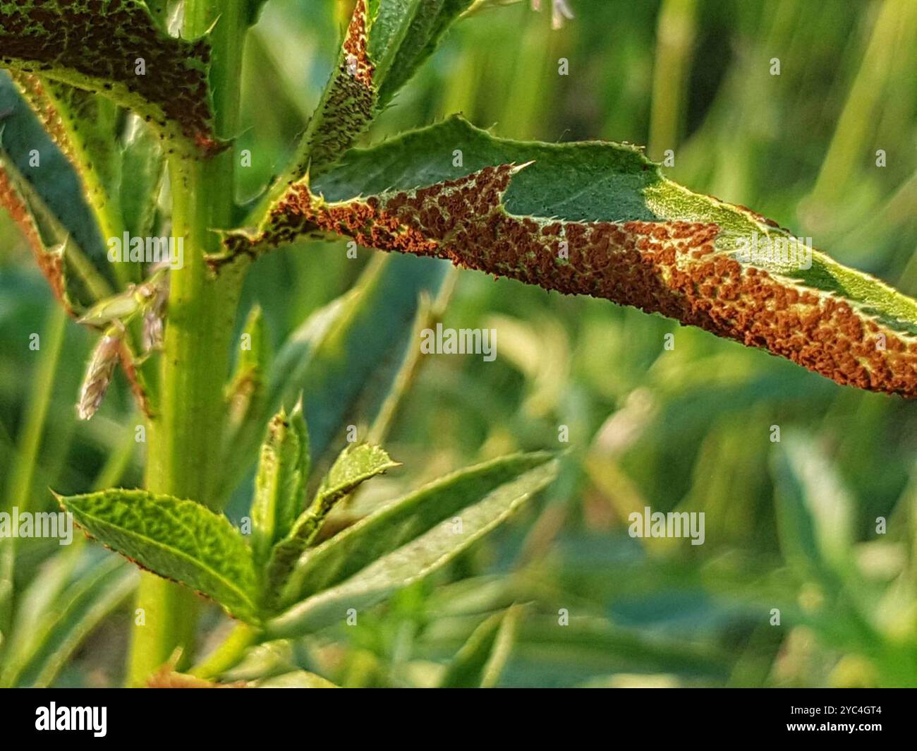 thistle rust (Puccinia suaveolens) Fungi Stock Photo - Alamy