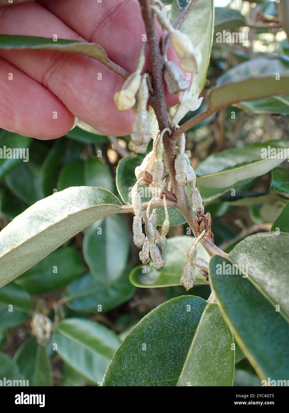 Ebbinge's Silverberry (Elaeagnus × submacrophylla) Plantae Stock Photo ...