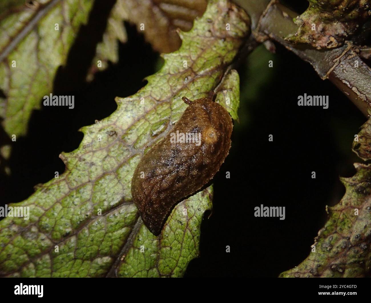 Leaf veined slugs hi-res stock photography and images - Alamy