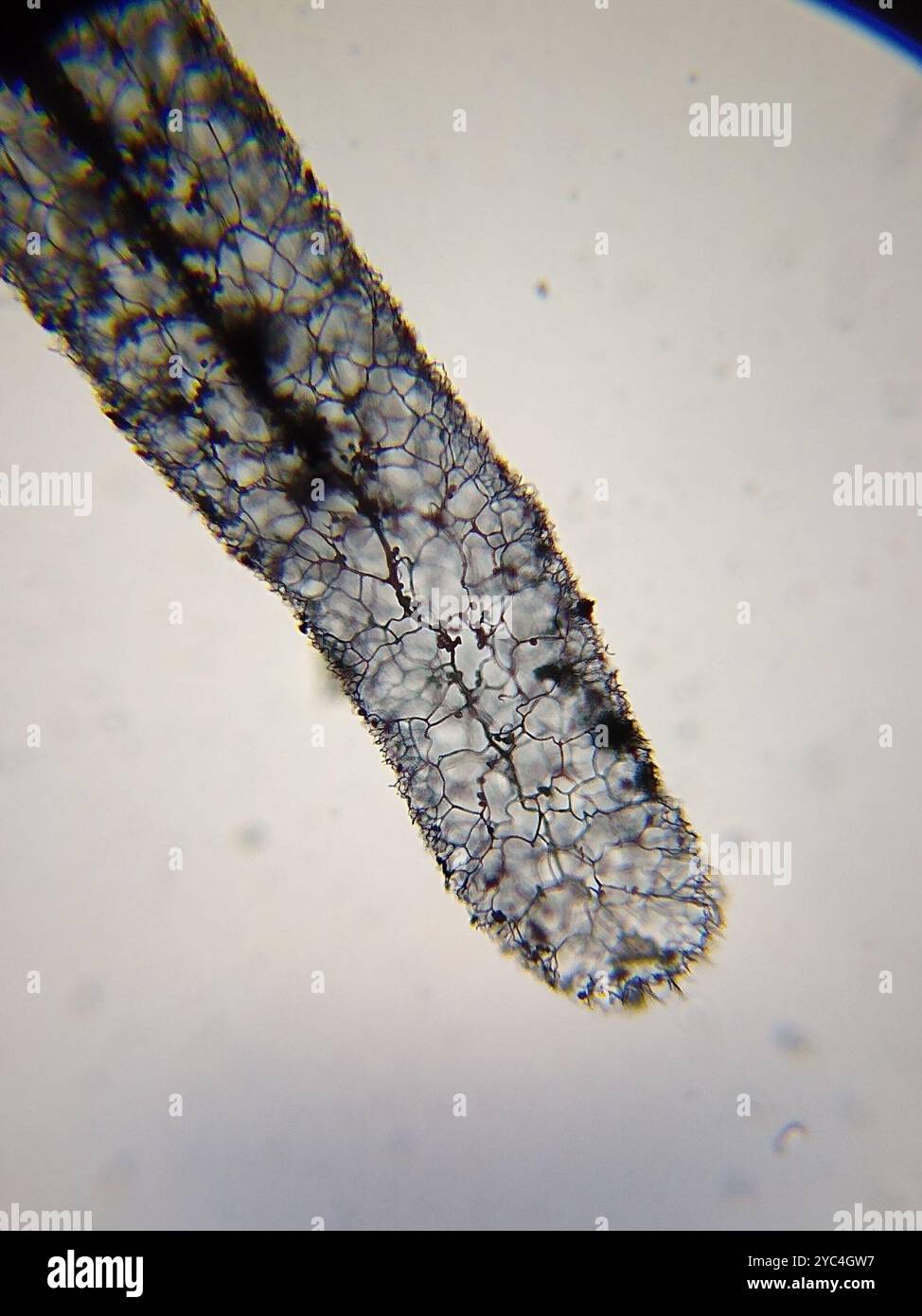 (Stemonitis marjana) Protozoa Stock Photo - Alamy