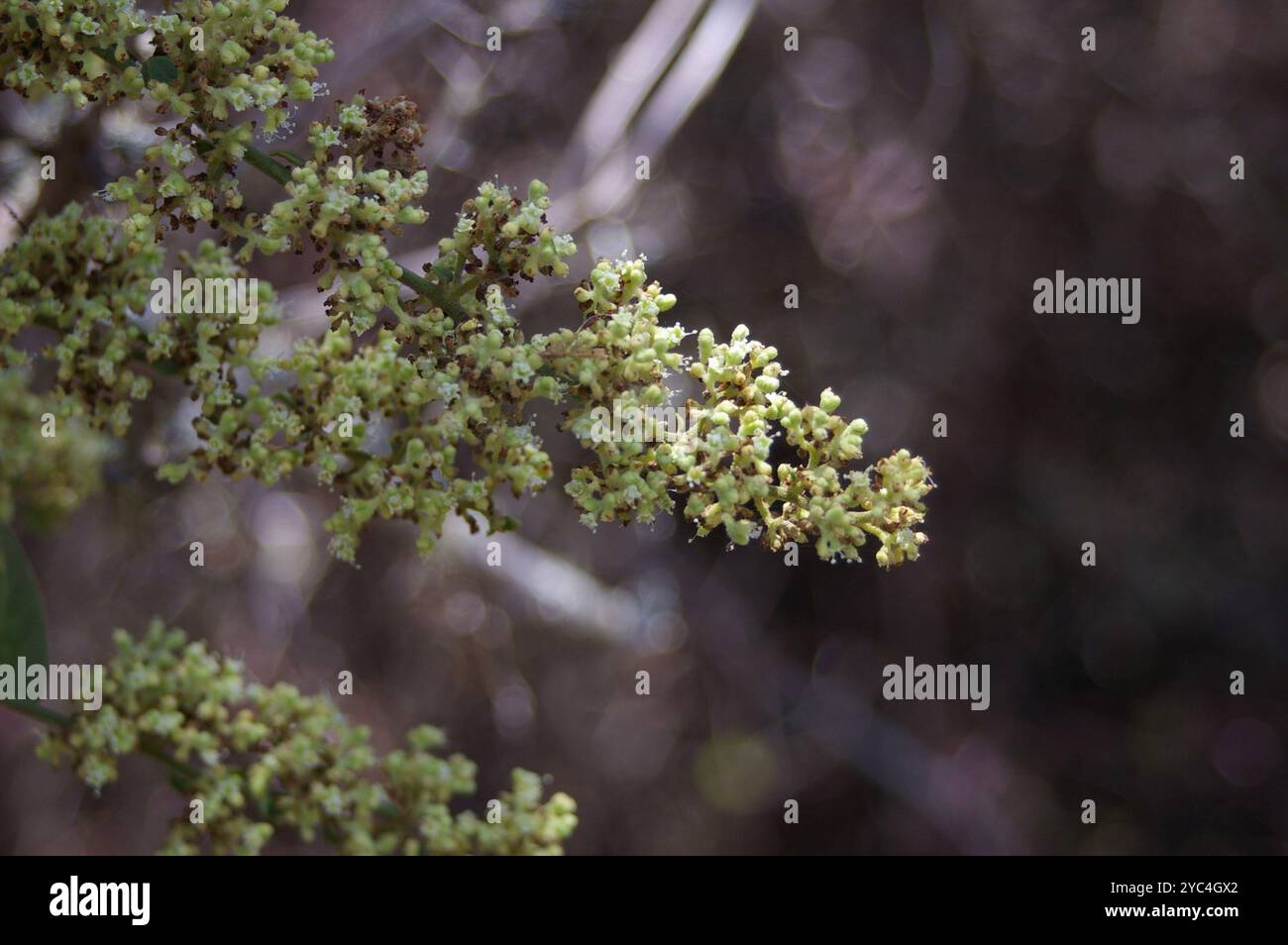 salt bush (Cryptocarpus pyriformis) Plantae Stock Photo - Alamy